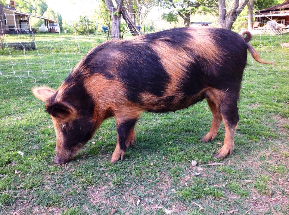 Ossabaw Island Hogs – Freebird Farm