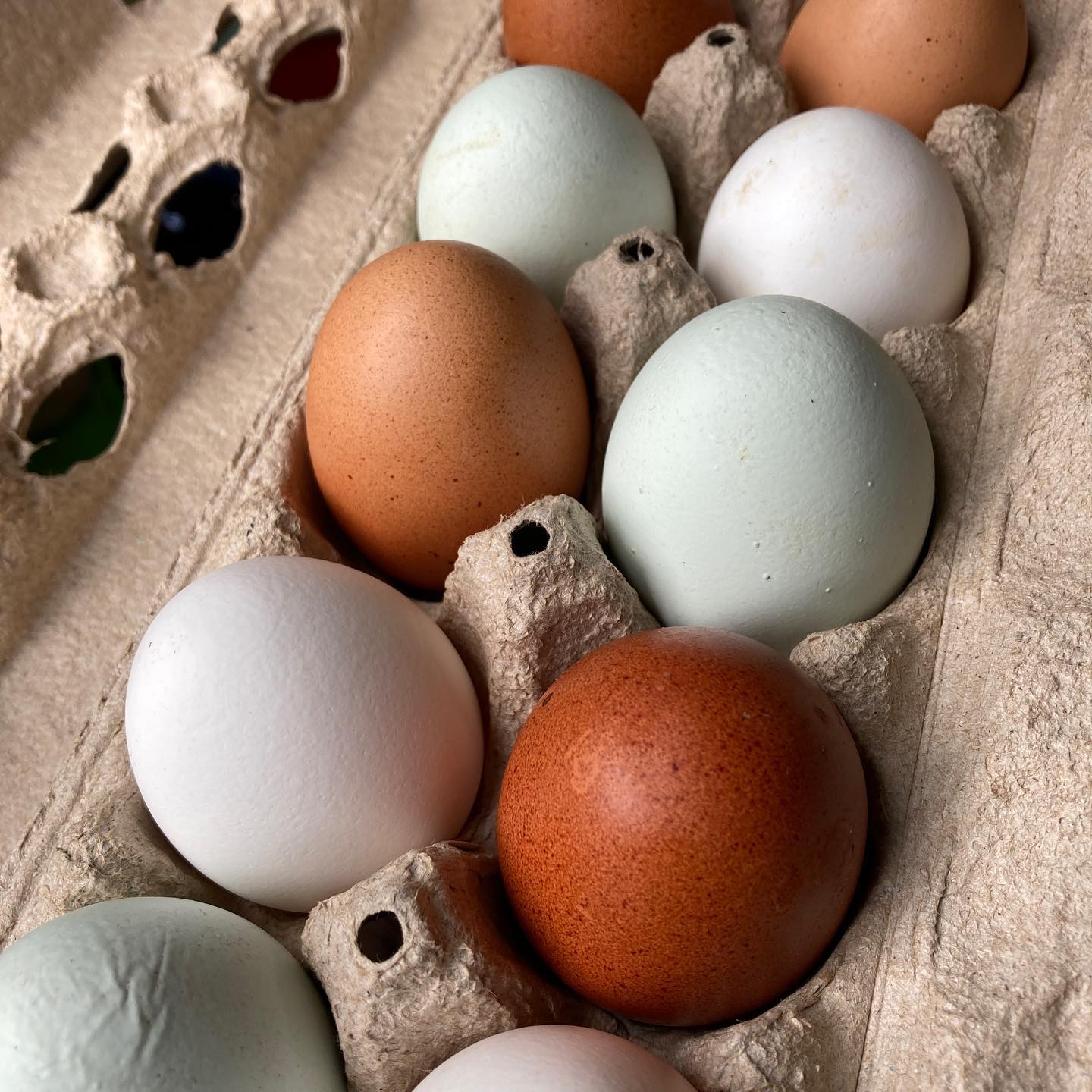Fresh from the Farm – – Freebird Farm